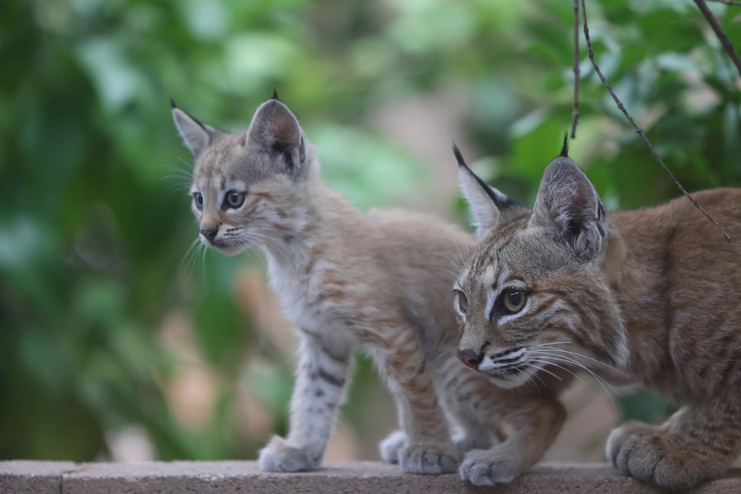 It's Time to Celebrate our Bobcats!